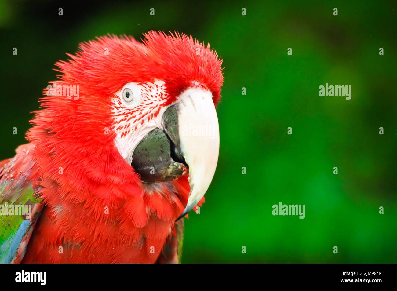 Lustige haare -Fotos und -Bildmaterial in hoher Auflösung – Alamy