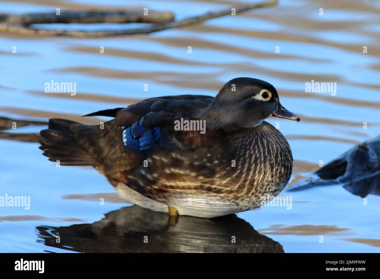 Polysticta stelleri -Fotos und -Bildmaterial in hoher Auflösung – Alamy
