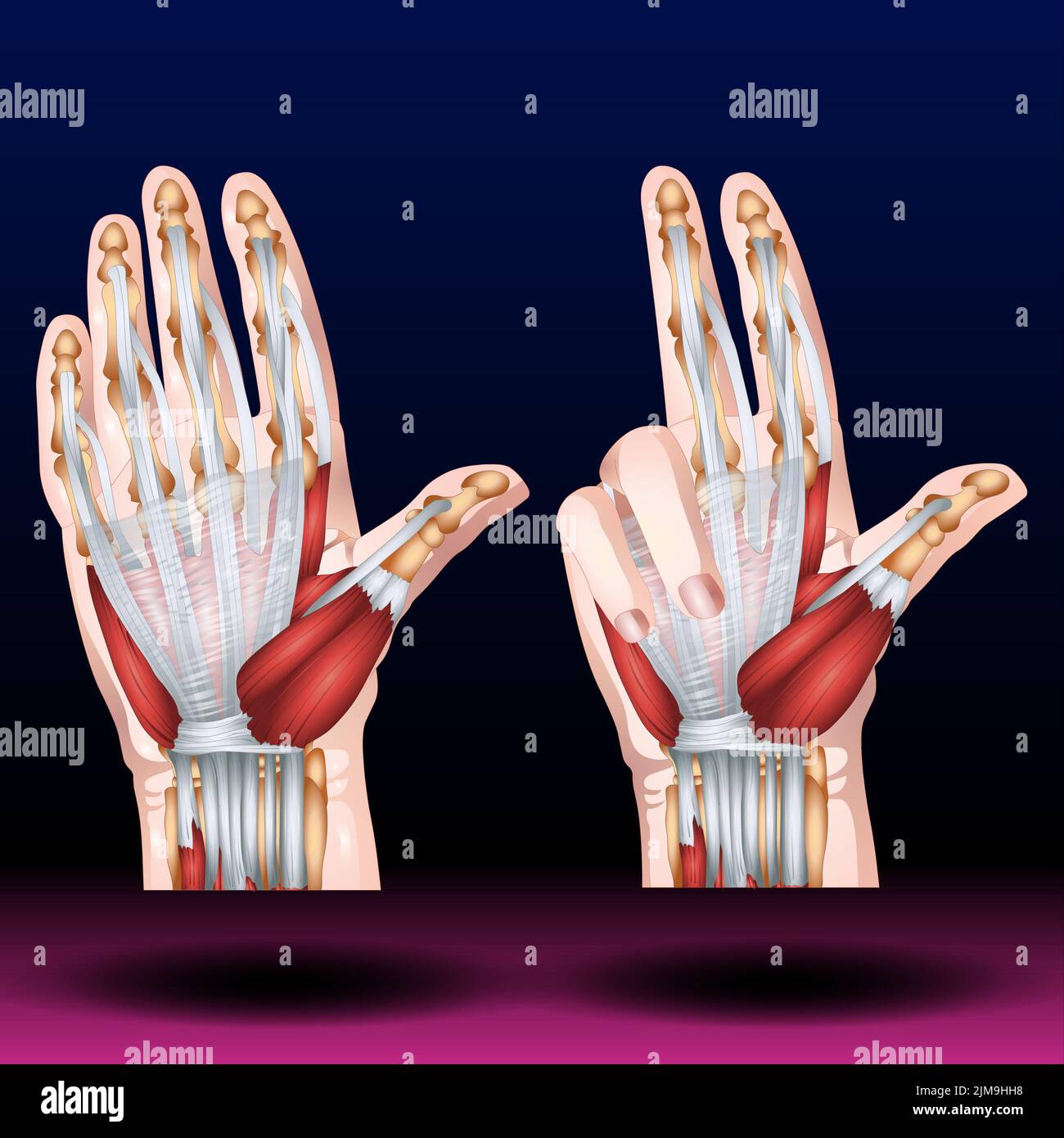 Hand anatomie -Fotos und -Bildmaterial in hoher Auflösung – Alamy