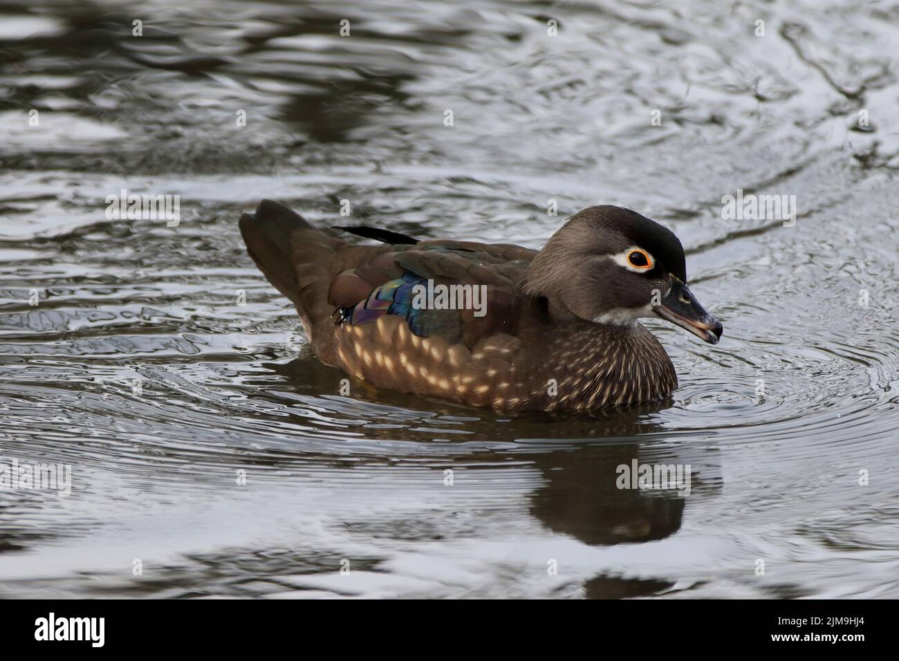 Polysticta stelleri -Fotos und -Bildmaterial in hoher Auflösung – Alamy