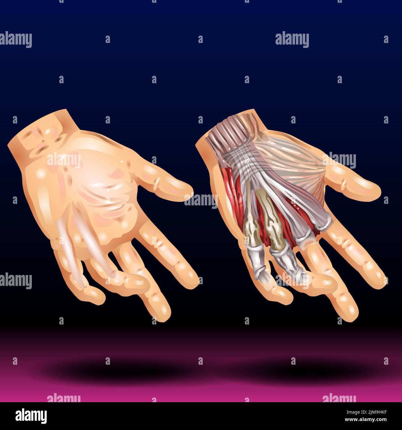 Hand arm anatomie -Fotos und -Bildmaterial in hoher Auflösung – Alamy
