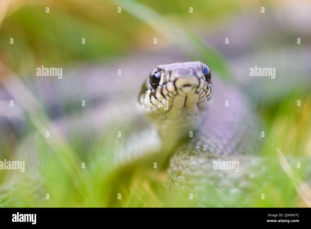 Snake spring -Fotos und -Bildmaterial in hoher Auflösung – Alamy