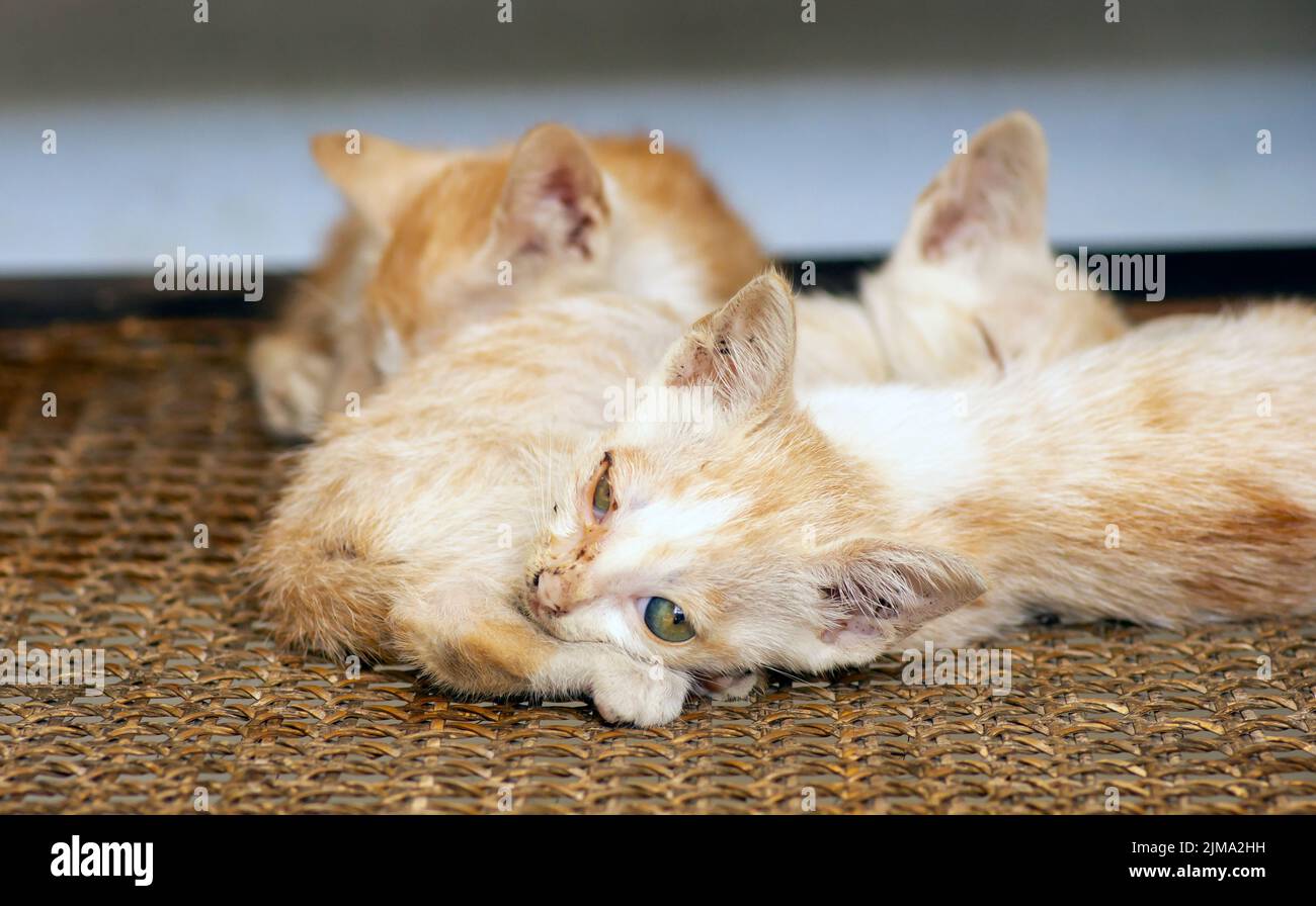 Baby katzen -Fotos und -Bildmaterial in hoher Auflösung – Alamy