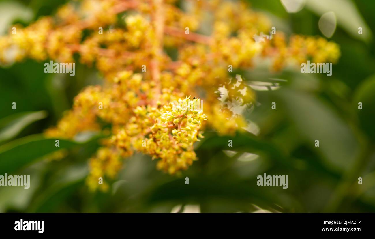 Mango blumen mangifera indica -Fotos und -Bildmaterial in hoher ...