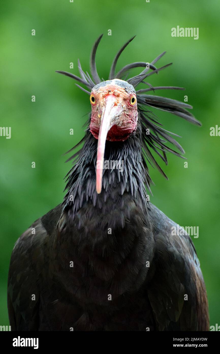 Ibis calvo nordico o eremita ibis ibis eremita -Fotos und -Bildmaterial ...