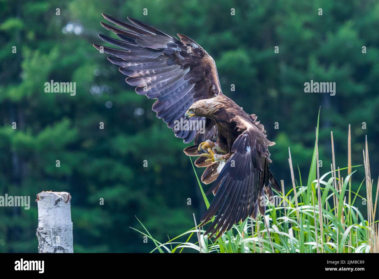 Ein Adler im Flug, der auf einem alten Stumpf mit Waldhintergrund ...