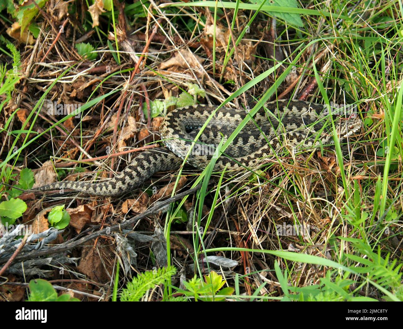 Common adder -Fotos und -Bildmaterial in hoher Auflösung – Alamy