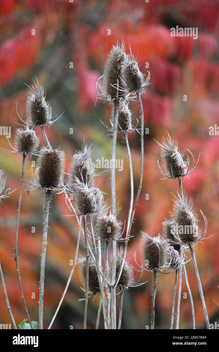 Verbla hte distelbla ten -Fotos und -Bildmaterial in hoher Auflösung ...