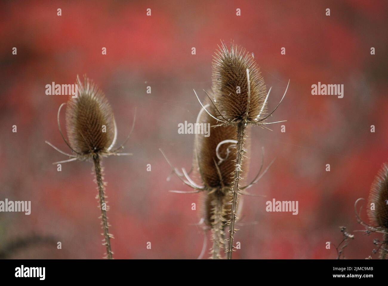 Getrocknetes distel -Fotos und -Bildmaterial in hoher Auflösung – Alamy