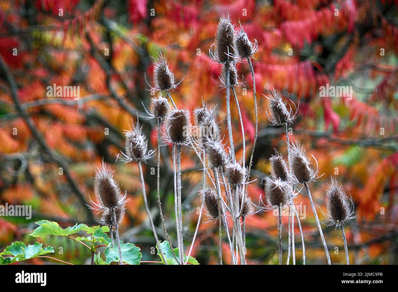 Verbla hte karden -Fotos und -Bildmaterial in hoher Auflösung – Alamy