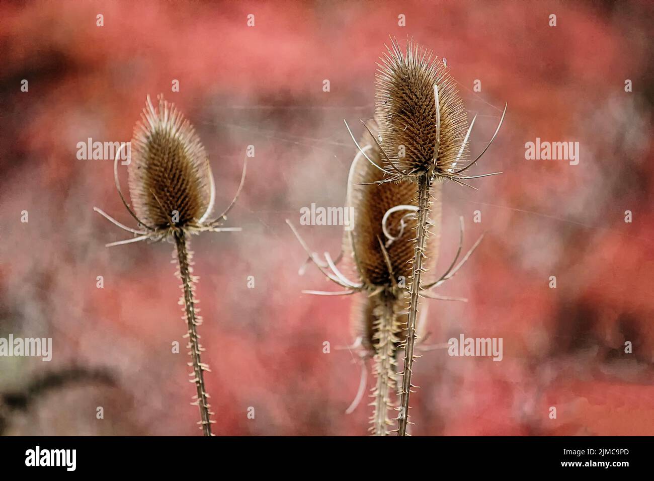 Getrocknetes distel -Fotos und -Bildmaterial in hoher Auflösung – Alamy