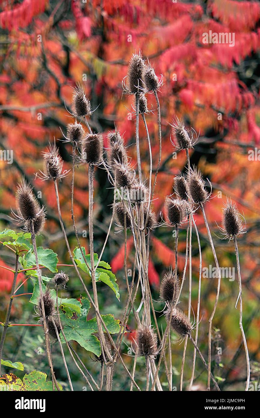 Verbla hte karden -Fotos und -Bildmaterial in hoher Auflösung – Alamy