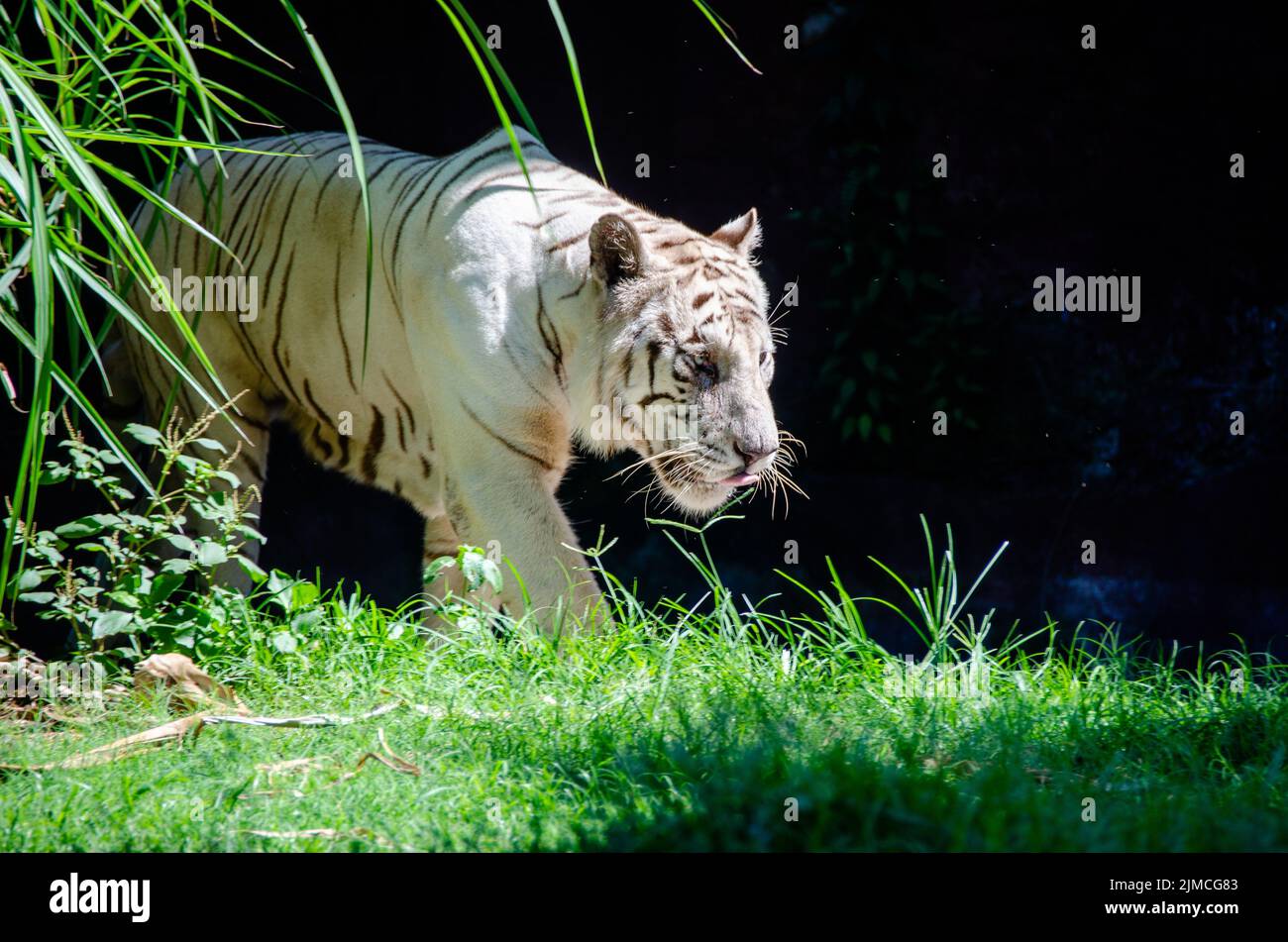 Tiger schatten -Fotos und -Bildmaterial in hoher Auflösung – Alamy