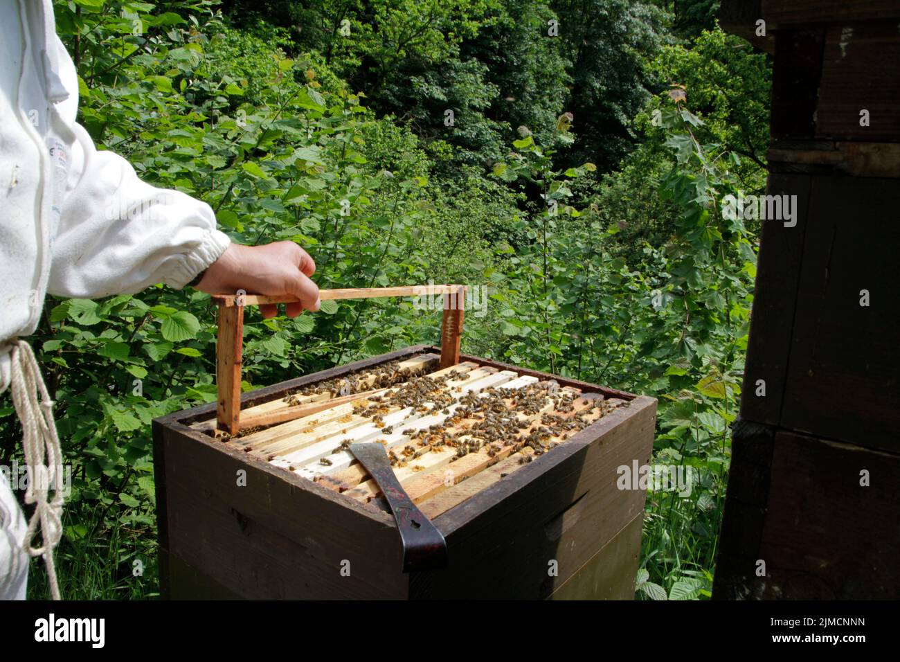 Drohne biene -Fotos und -Bildmaterial in hoher Auflösung – Alamy