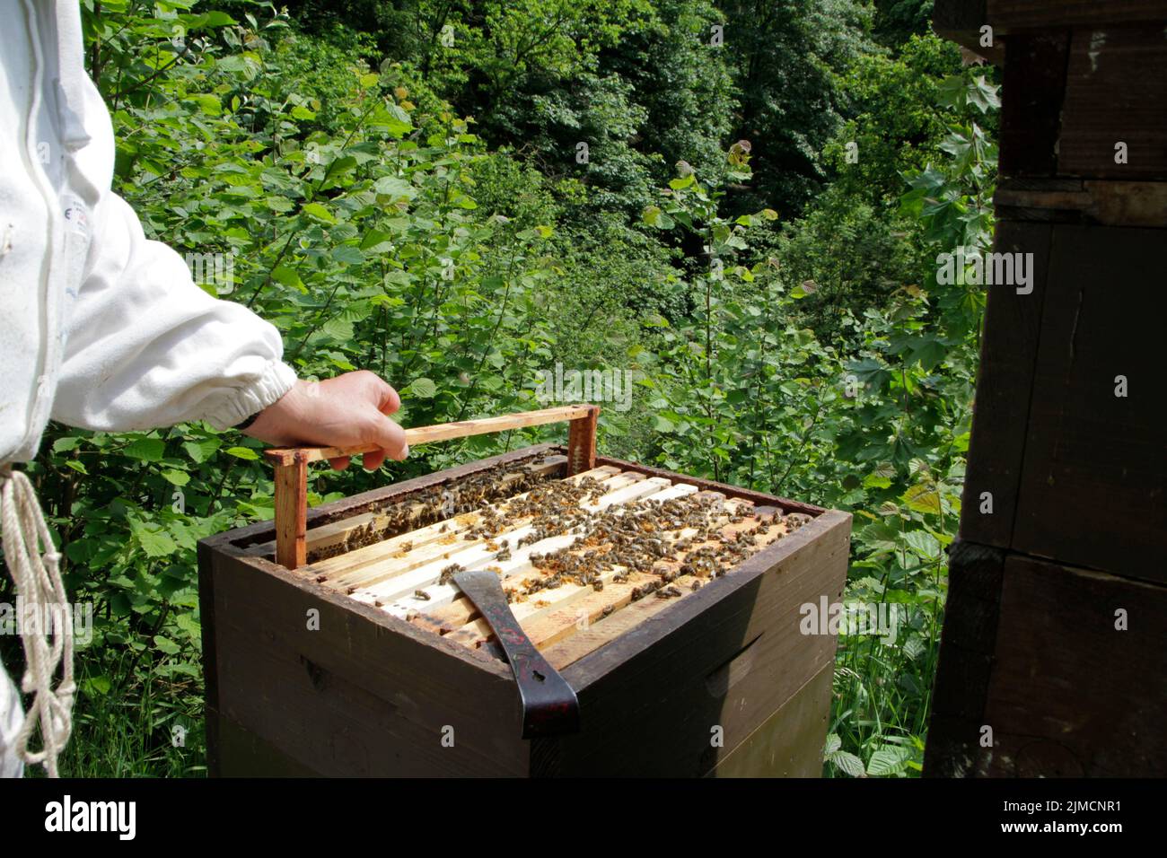 Drohne biene -Fotos und -Bildmaterial in hoher Auflösung – Alamy