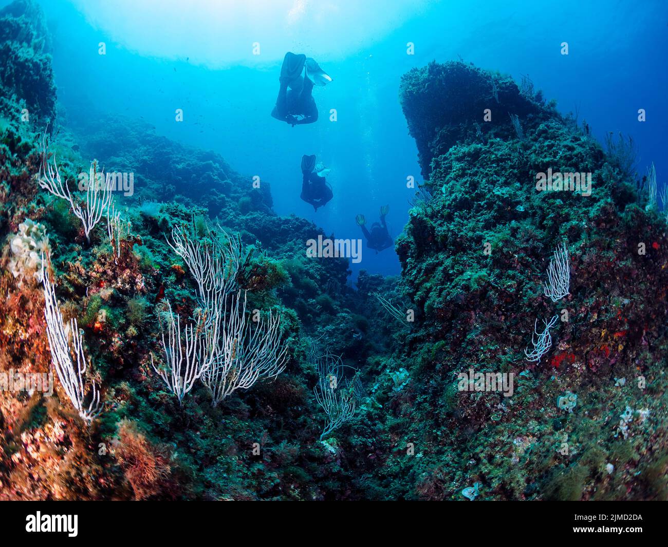 Swimming wetsuit flippers mask -Fotos und -Bildmaterial in hoher ...