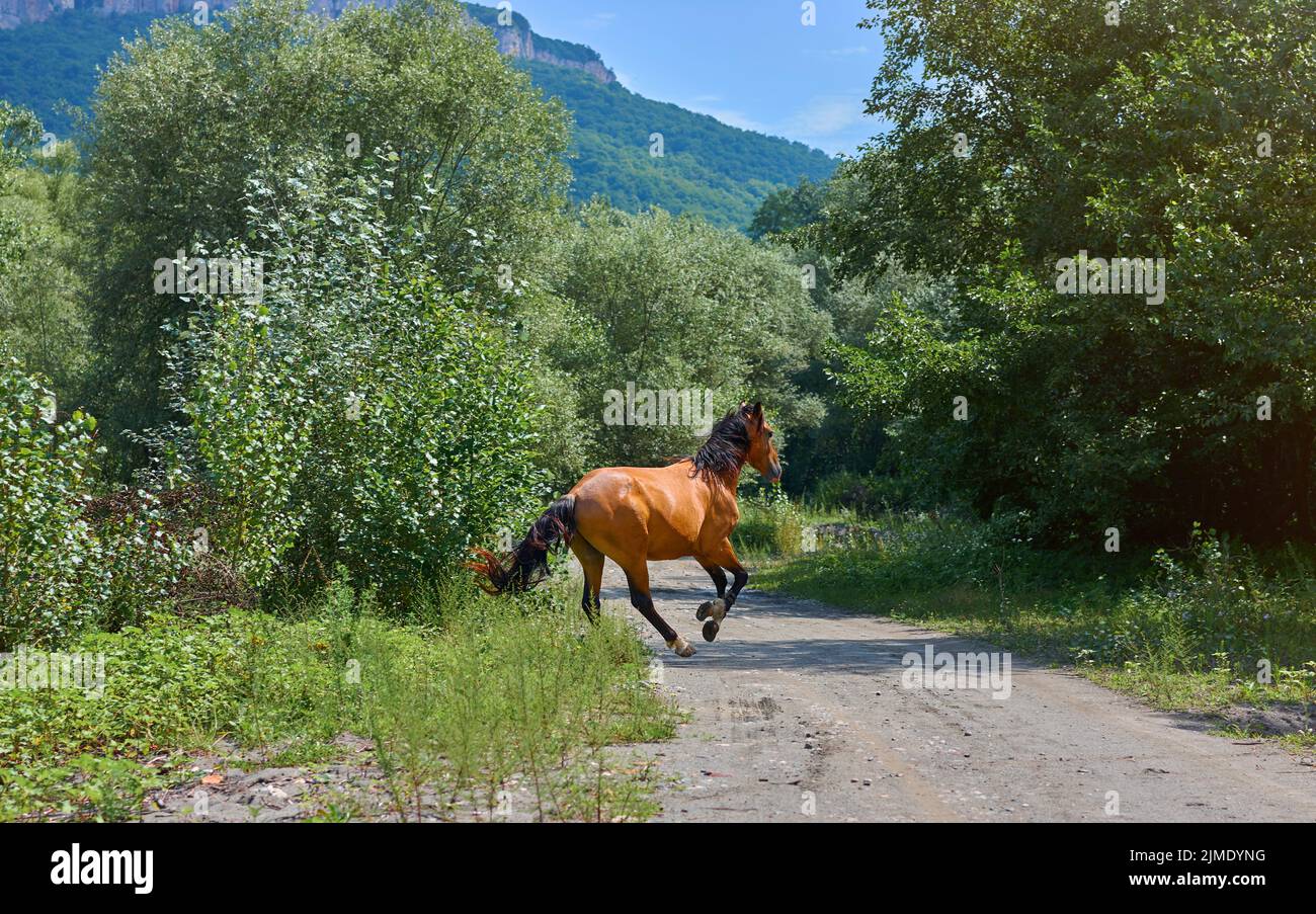 Pferd galoppiert -Fotos und -Bildmaterial in hoher Auflösung – Alamy
