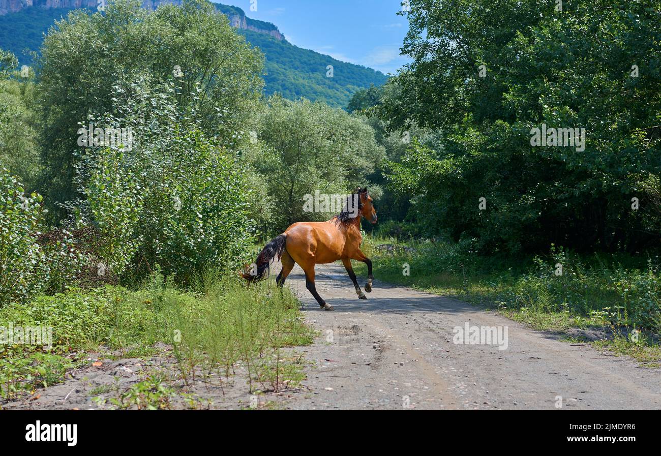 Pferd galoppiert -Fotos und -Bildmaterial in hoher Auflösung – Alamy