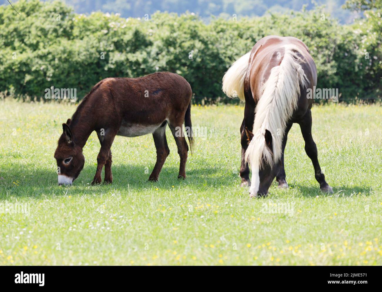 Esel pferd -Fotos und -Bildmaterial in hoher Auflösung – Alamy