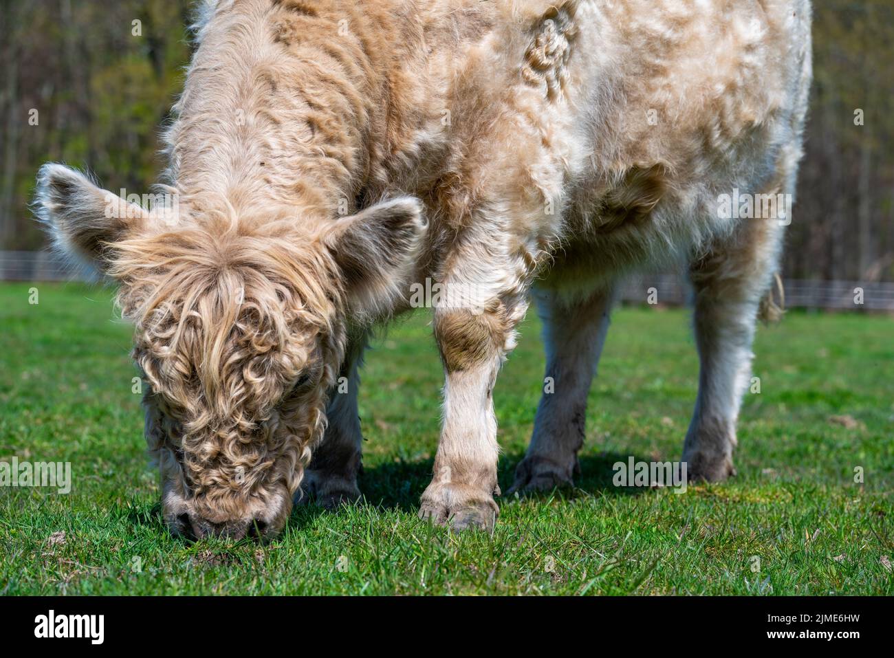 Kuh mit langen haaren -Fotos und -Bildmaterial in hoher Auflösung – Alamy