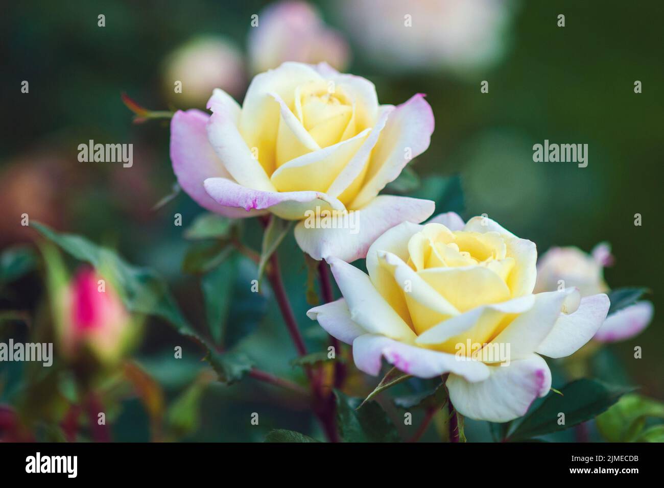 Cremige gelbe zentren -Fotos und -Bildmaterial in hoher Auflösung – Alamy