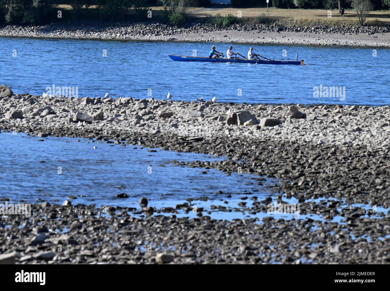 Bonn, Deutschland. 06. August 2022. Ein Ruderboot fährt auf dem Rhein ...