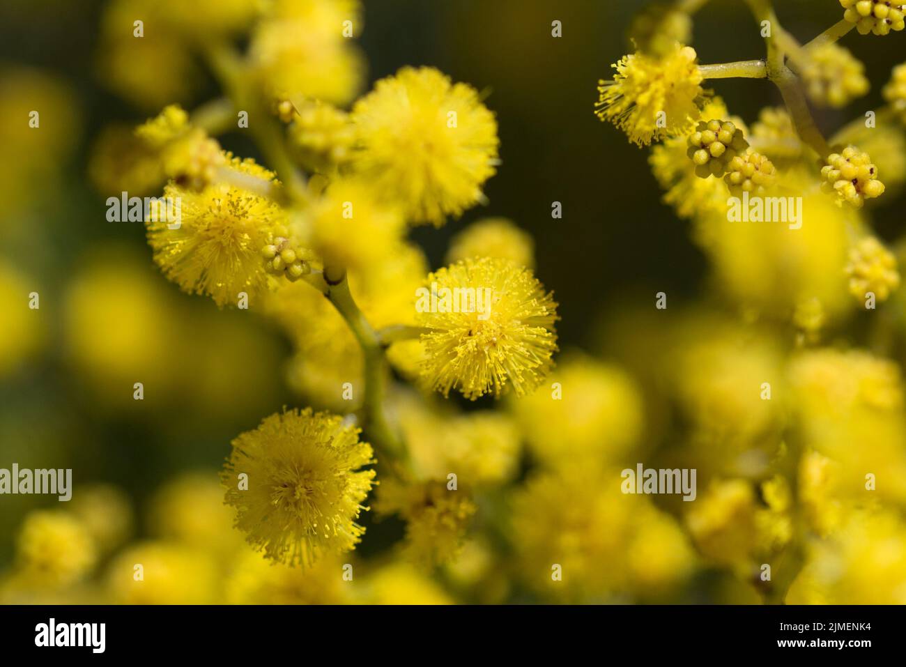 Wattle tree -Fotos und -Bildmaterial in hoher Auflösung – Alamy