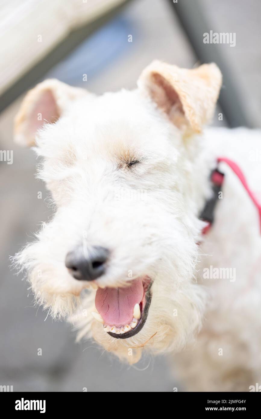 Wire fox terrier -Fotos und -Bildmaterial in hoher Auflösung – Alamy
