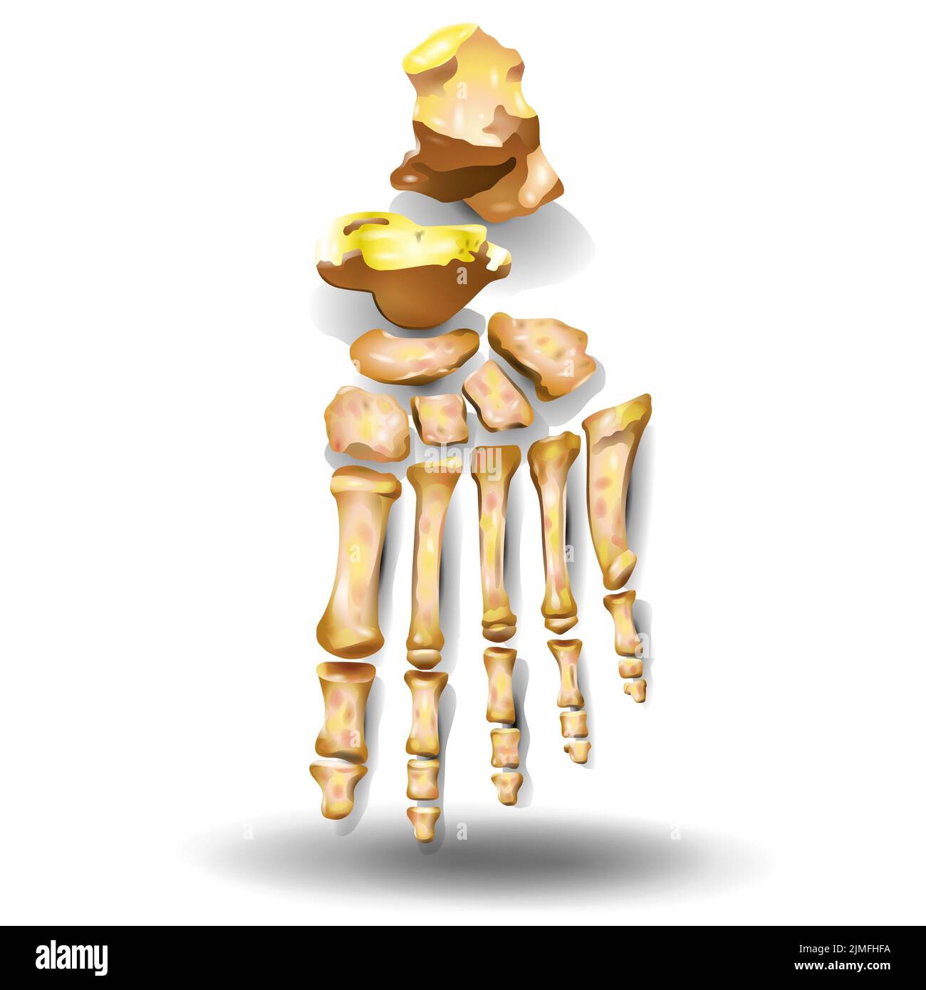 Anatomie des Fußes - Zehenskelett auf weißem Hintergrund ...