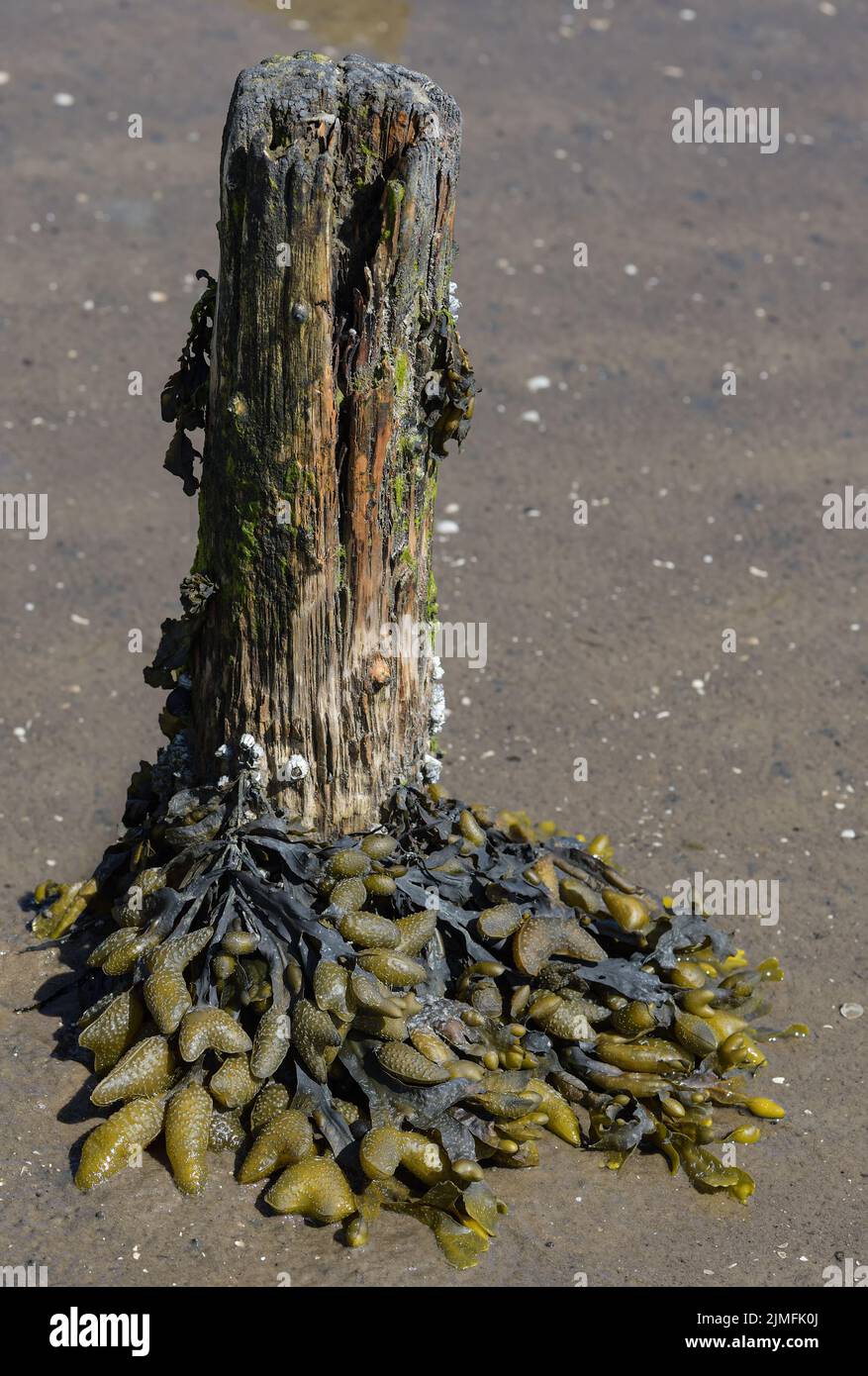 Blasentang oder Seetang (Fucus vesiculosus) in der Nordsee ...