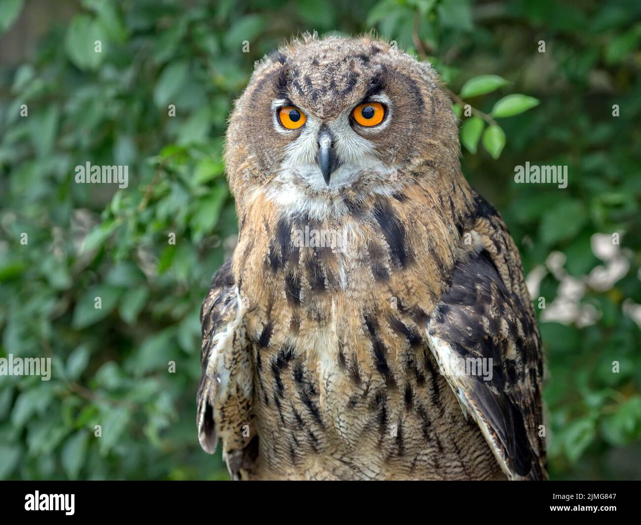 Forest eagle owl -Fotos und -Bildmaterial in hoher Auflösung – Alamy