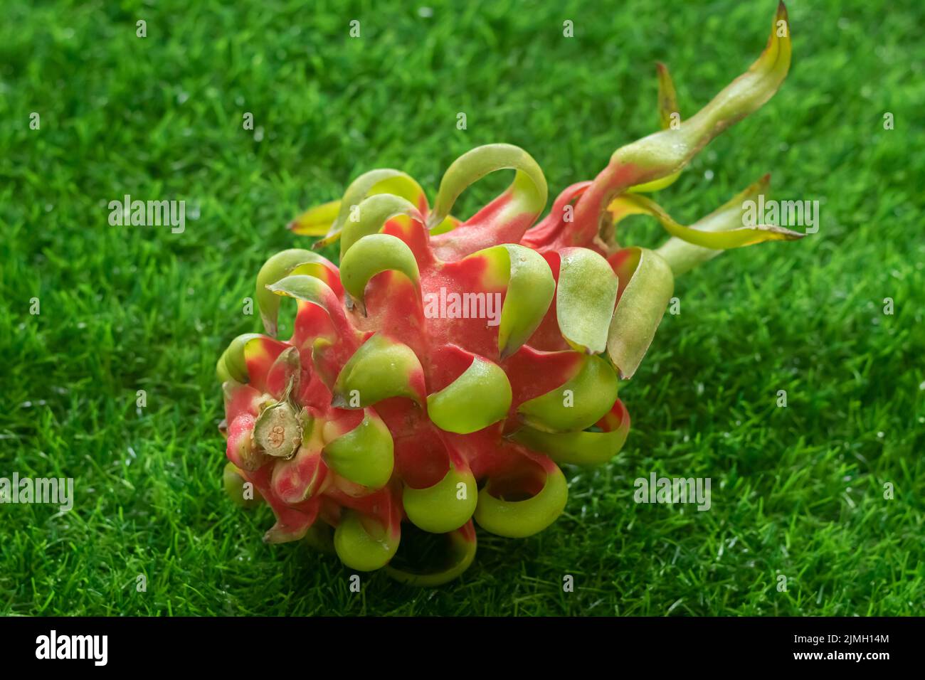 Costa ricanische drachenfrucht -Fotos und -Bildmaterial in hoher ...