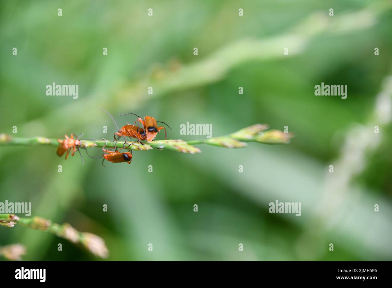 Rhagonycha fulva, roter Soldatenkäfer, der Blutsauger-Käfer, der Käfer ...