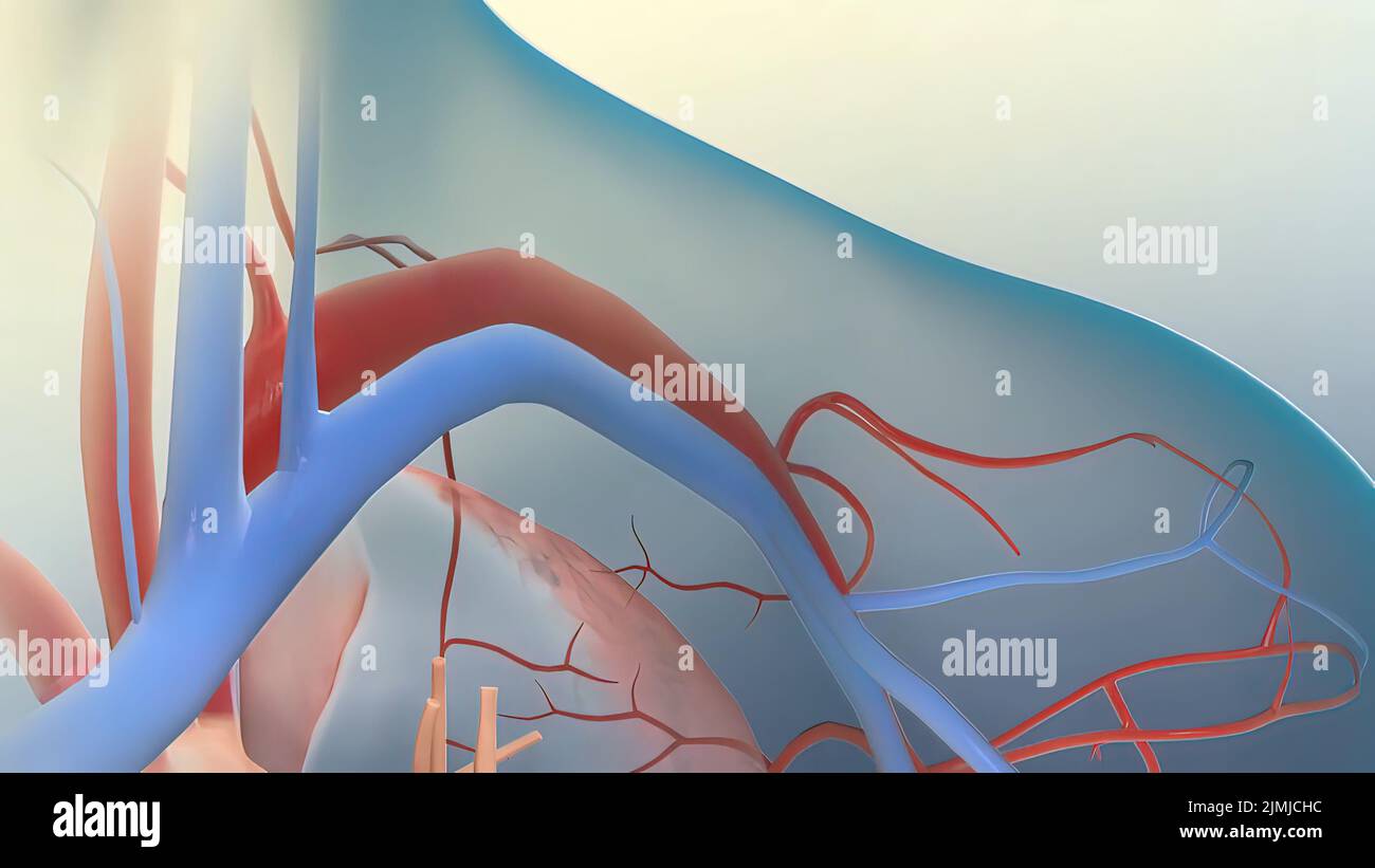 Arterien venen -Fotos und -Bildmaterial in hoher Auflösung – Alamy