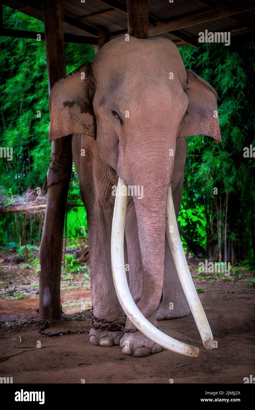 Thai elephant -Fotos und -Bildmaterial in hoher Auflösung – Alamy