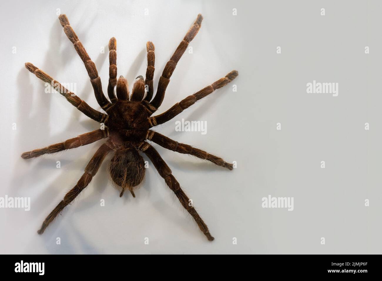 Insect fauna -Fotos und -Bildmaterial in hoher Auflösung – Alamy