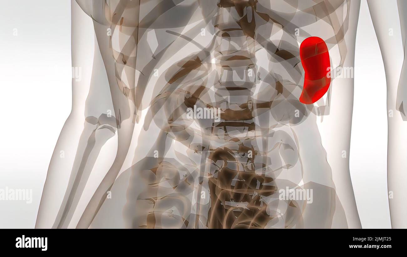 Medical illustration nephron -Fotos und -Bildmaterial in hoher ...