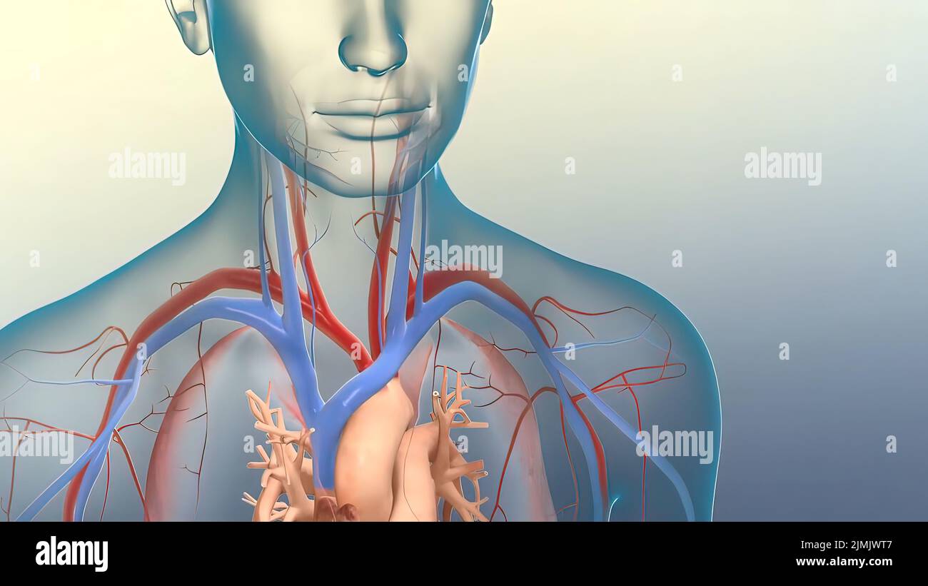 Arterien venen -Fotos und -Bildmaterial in hoher Auflösung – Alamy