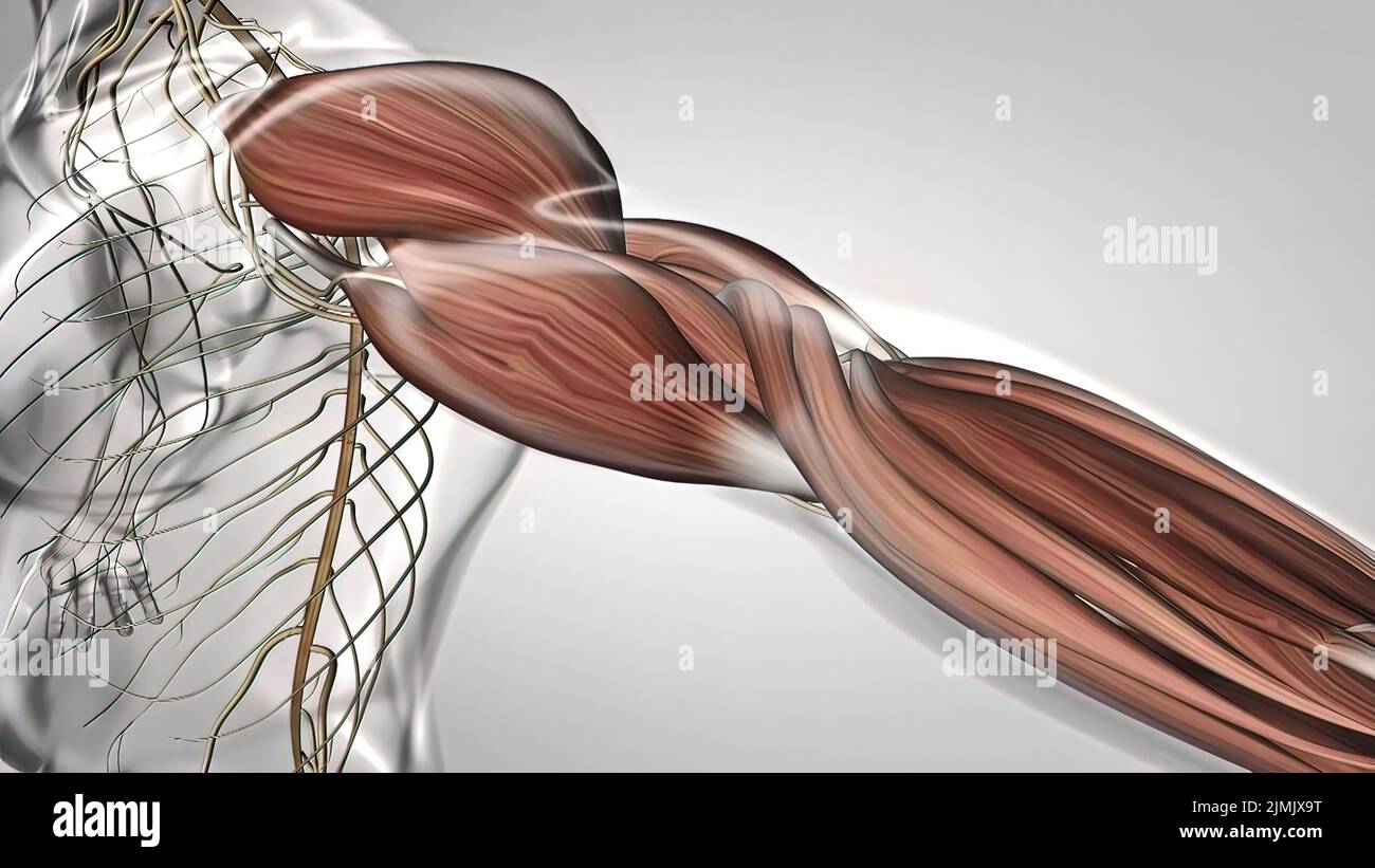 Anatomie muskulatur arm -Fotos und -Bildmaterial in hoher Auflösung – Alamy