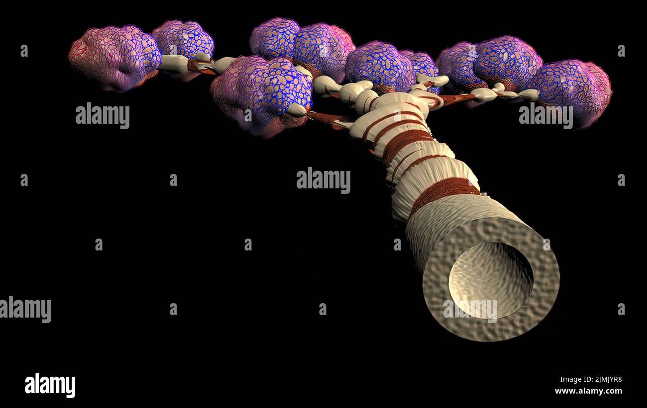Luftröhre bronchien menschliche lunge -Fotos und -Bildmaterial in hoher ...