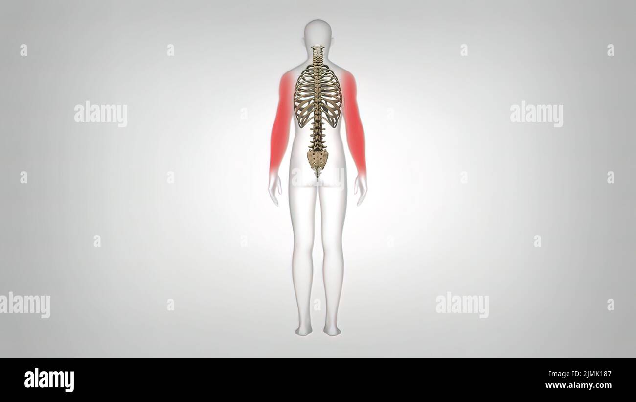 Rückenmuskulatur anatomie -Fotos und -Bildmaterial in hoher Auflösung ...