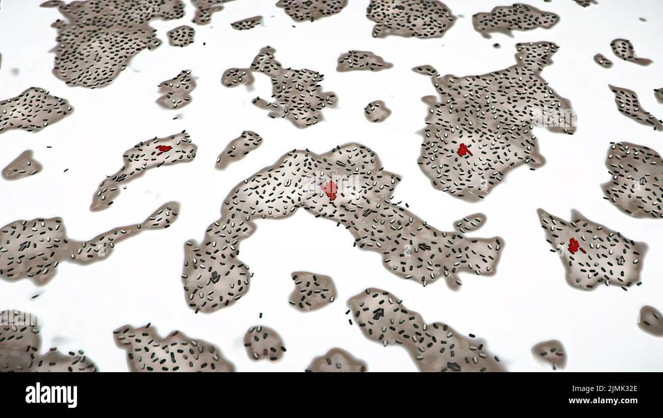 Bakterien verschiedener Formen, stabförmige Bakterien und Kokken ...