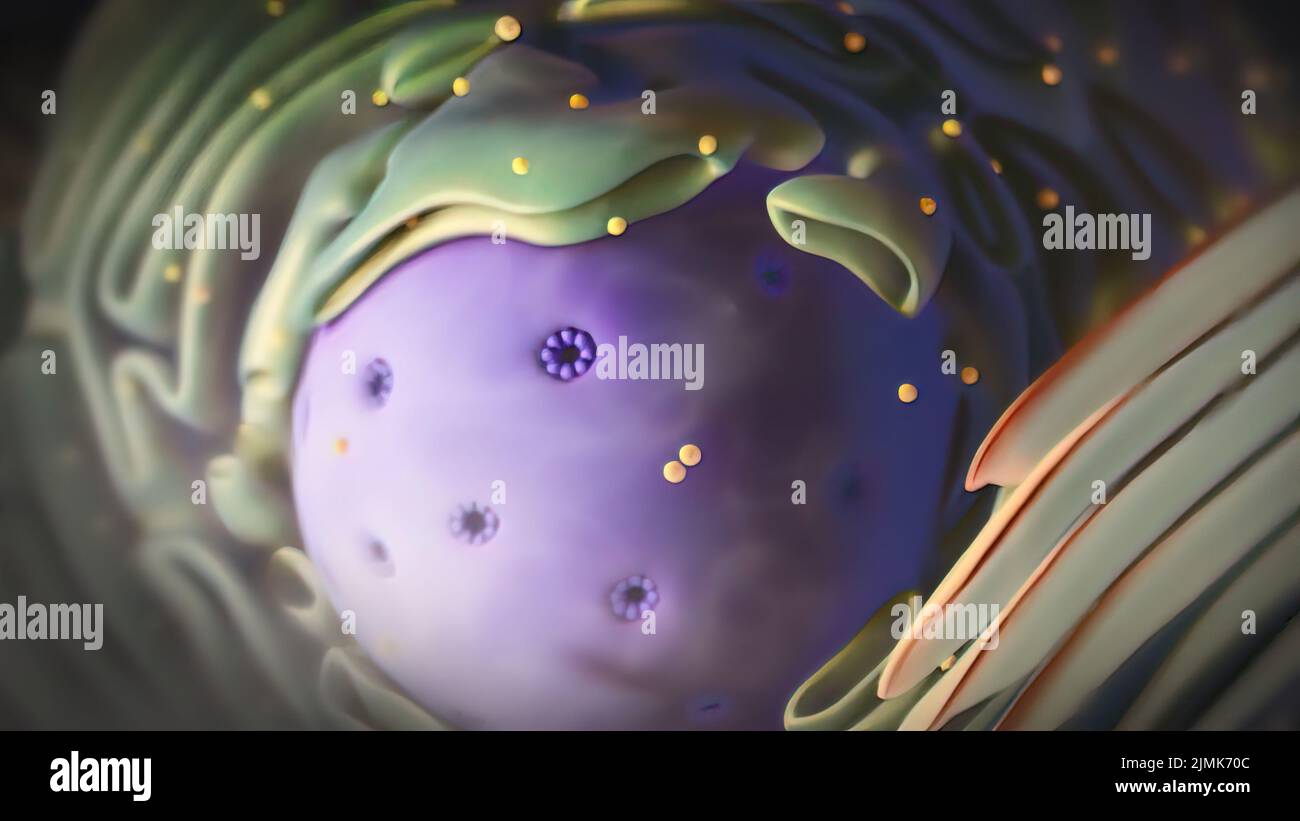 Kern anatomie -Fotos und -Bildmaterial in hoher Auflösung – Alamy