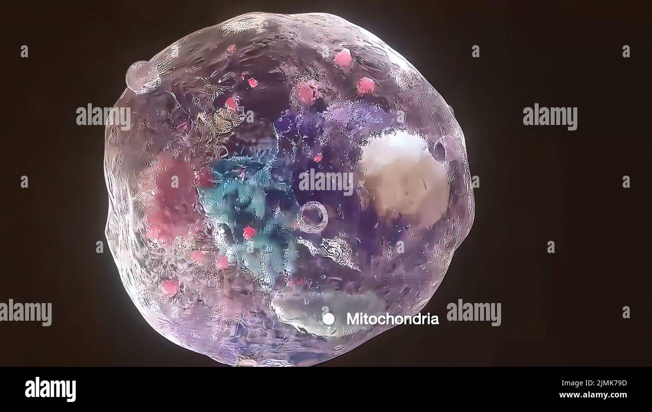 Cell structure -Fotos und -Bildmaterial in hoher Auflösung – Alamy