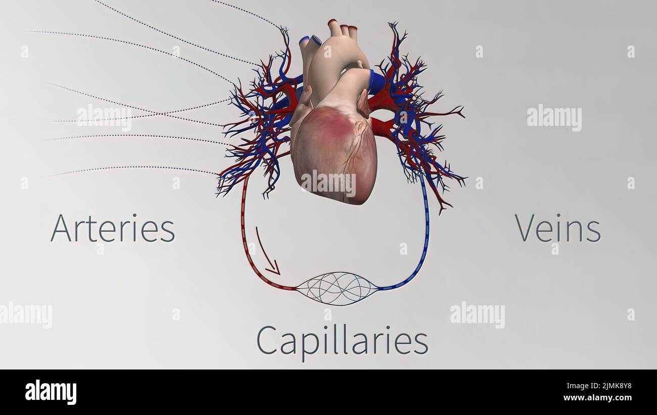 Arterien venen kreislaufsystem -Fotos und -Bildmaterial in hoher Auflösung – Alamy