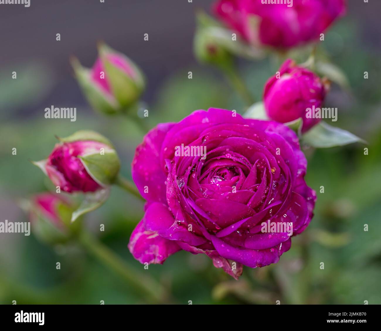 Rosa heidi klum rose -Fotos und -Bildmaterial in hoher Auflösung – Alamy