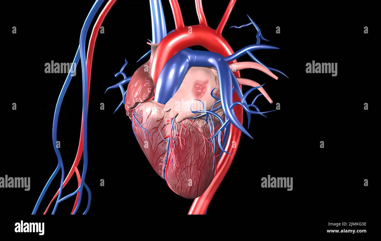 Human cardiovascular system -Fotos und -Bildmaterial in hoher Auflösung ...