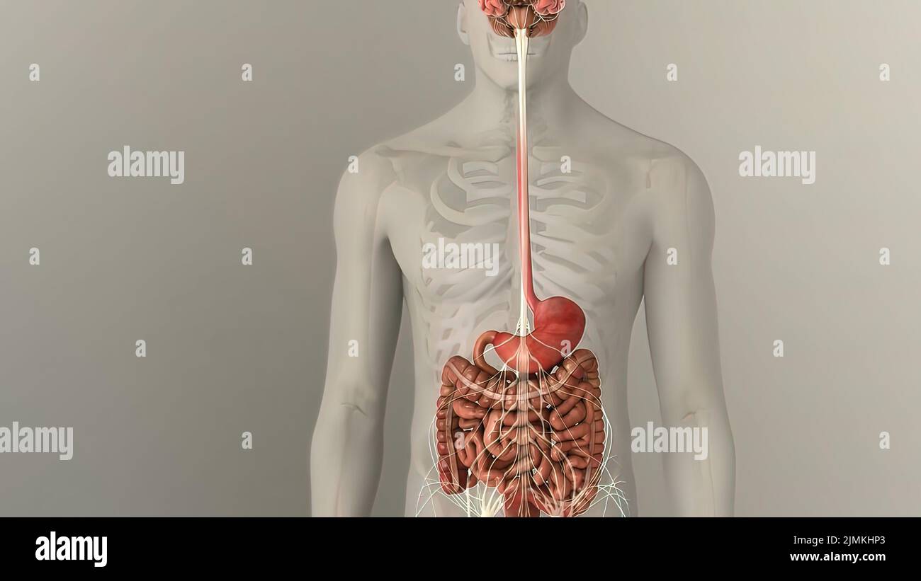 Anatomie des menschlichen Verdauungssystems Darm und Magen ...