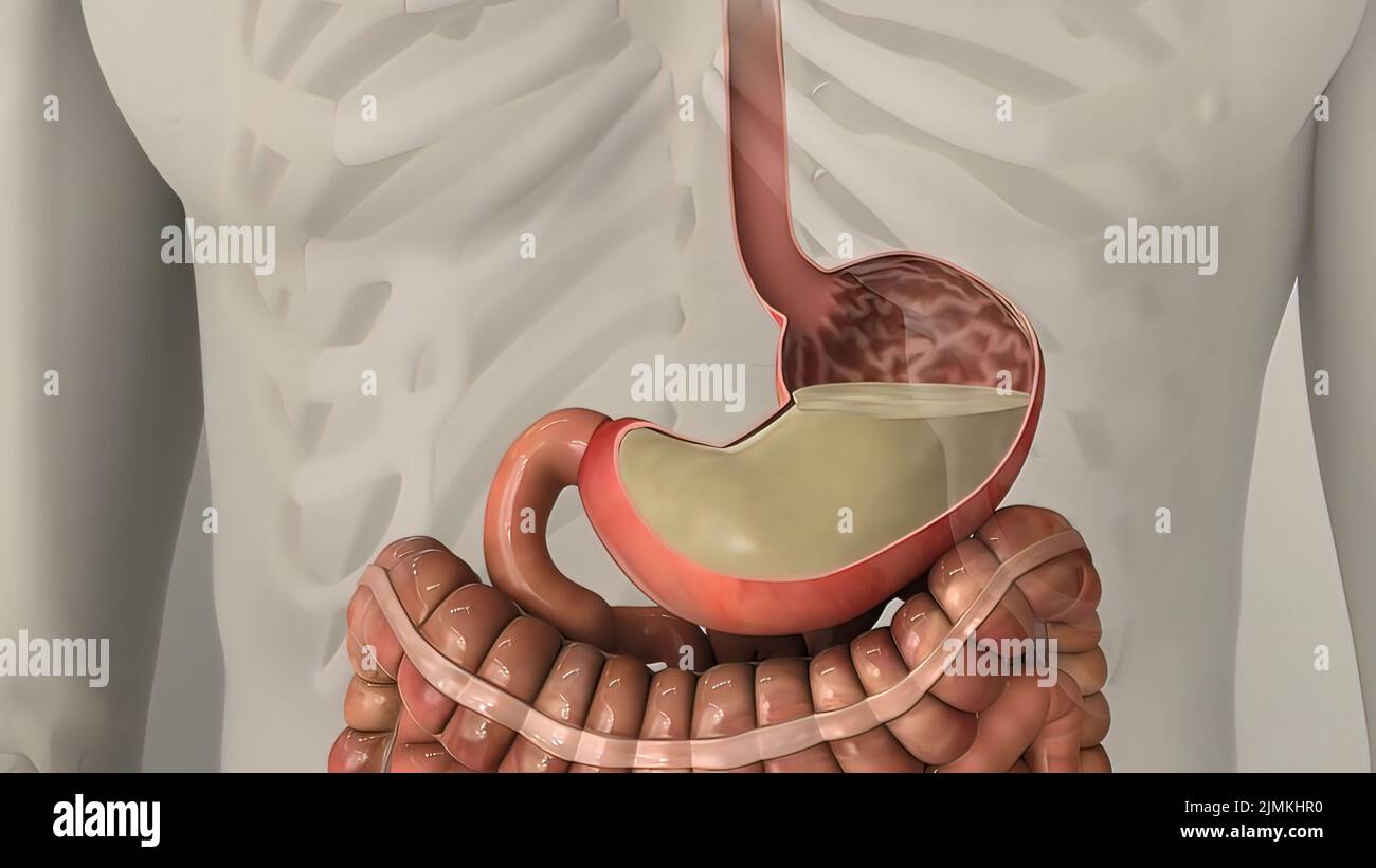 Anatomie des menschlichen Verdauungssystems Darm und Magen ...