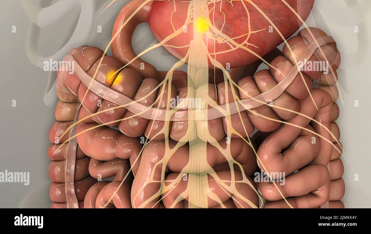 Stomach anatomy -Fotos und -Bildmaterial in hoher Auflösung – Alamy
